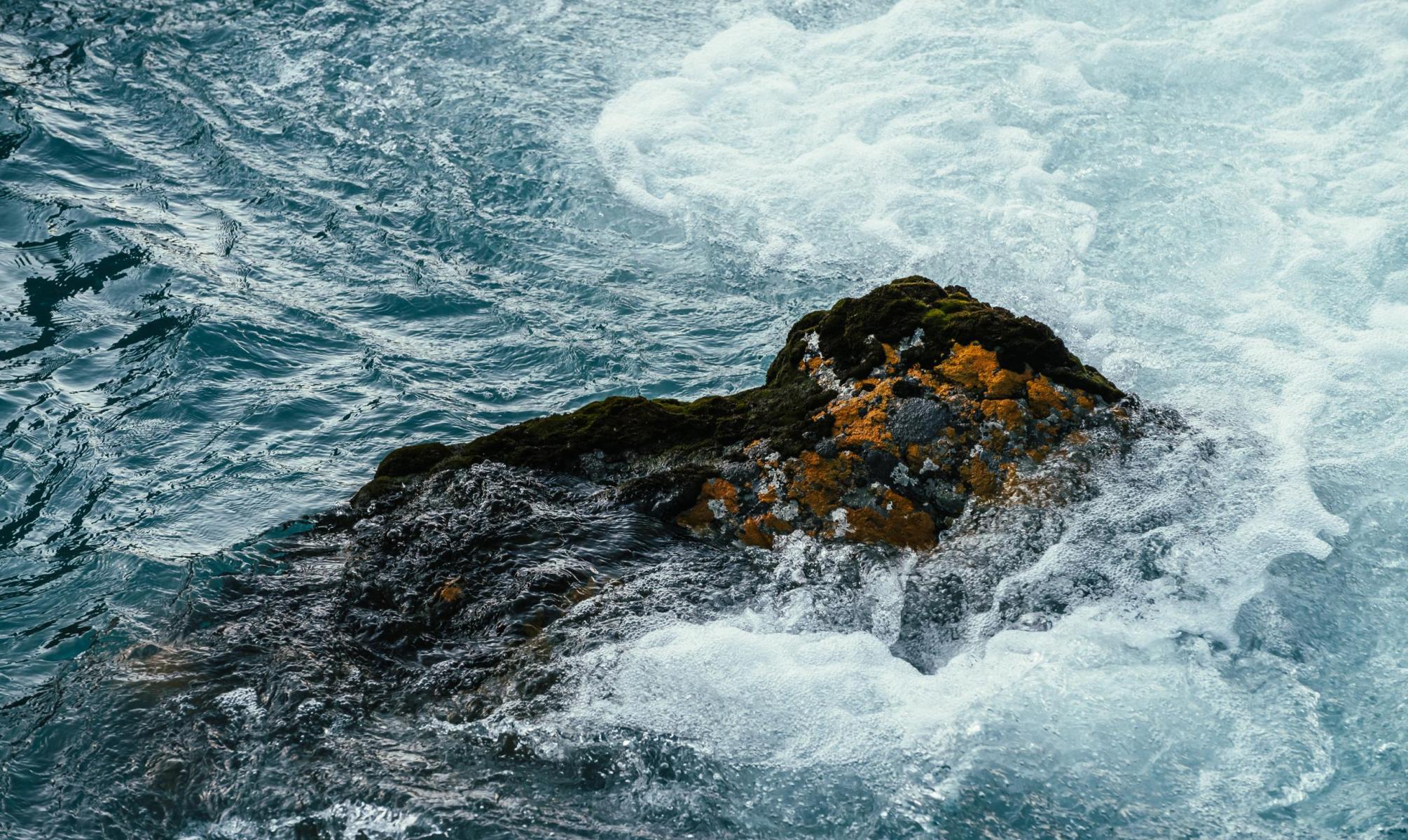 The Ocean’s Best Kept Secret - Organimo