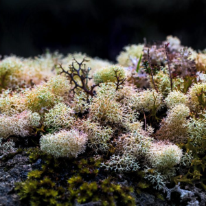 SeaMoss by Organimo® - The Ultimate Superfood